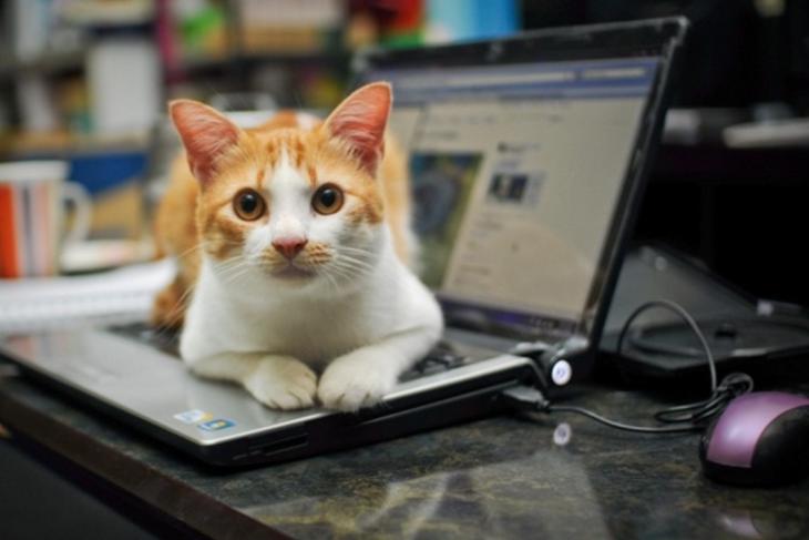 55 Cool and Interesting Websites to Kill Time (2023) | Beebom