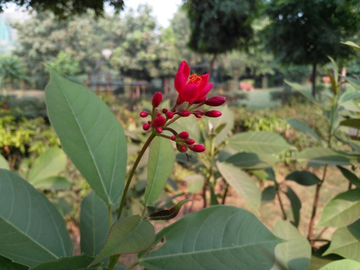 Nokia 8 Review: A Solid First Attempt at Android Flagships | Beebom