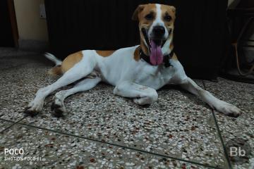 Poco F1 Camera Review: Best Pictures in the Price Range | Beebom