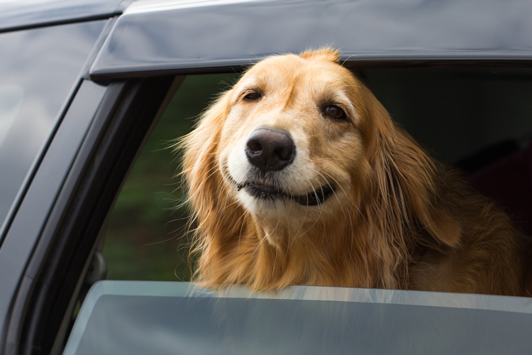 Uber Pet Makes It Easy to Travel Around the City with Your Pet | Beebom