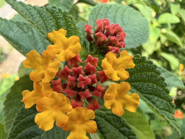 How to Take Macro Photos and Videos on iPhone 13 Pro | Beebom