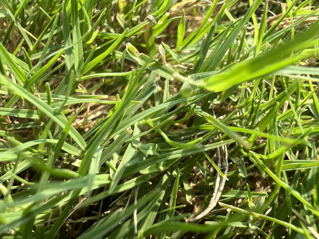 How to Take Macro Photos and Videos on iPhone 13 Pro | Beebom