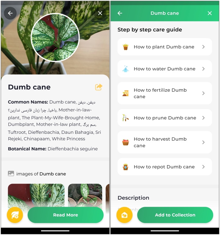 10 Best Plants Identifier Apps in 2025 (Free & Paid) | Beebom