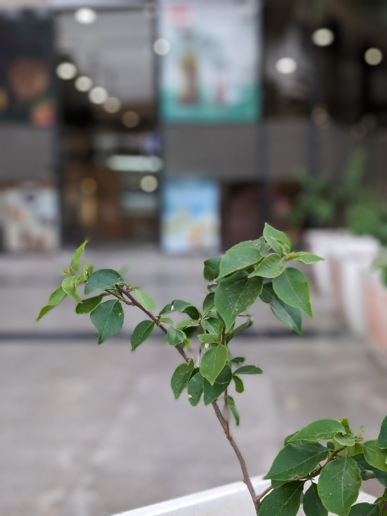 Pixel 8a vs Pixel 8: Which Should You Buy? | Beebom