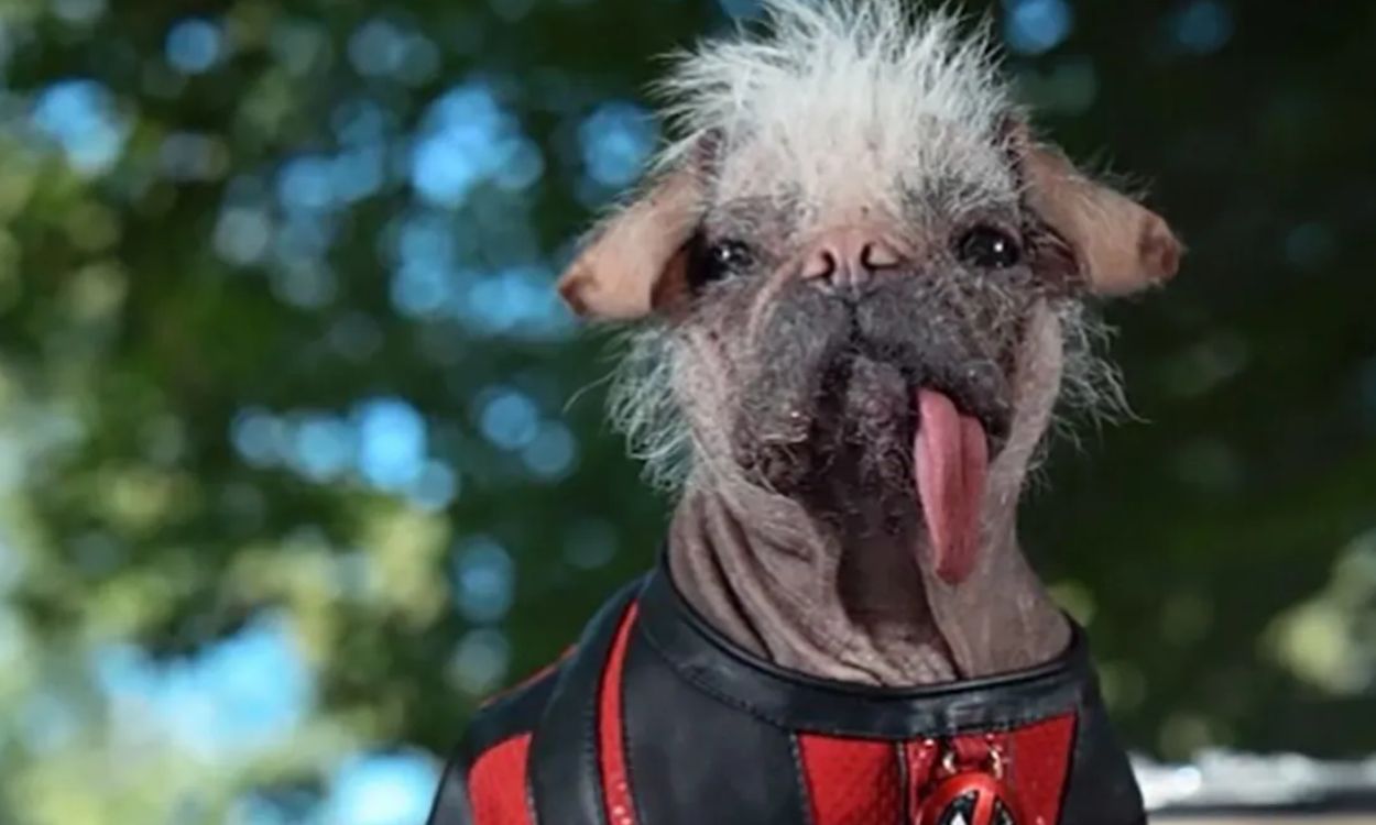 Who Is Dogpool: Deadpool Dog's Name, Breed & Powers | Beebom