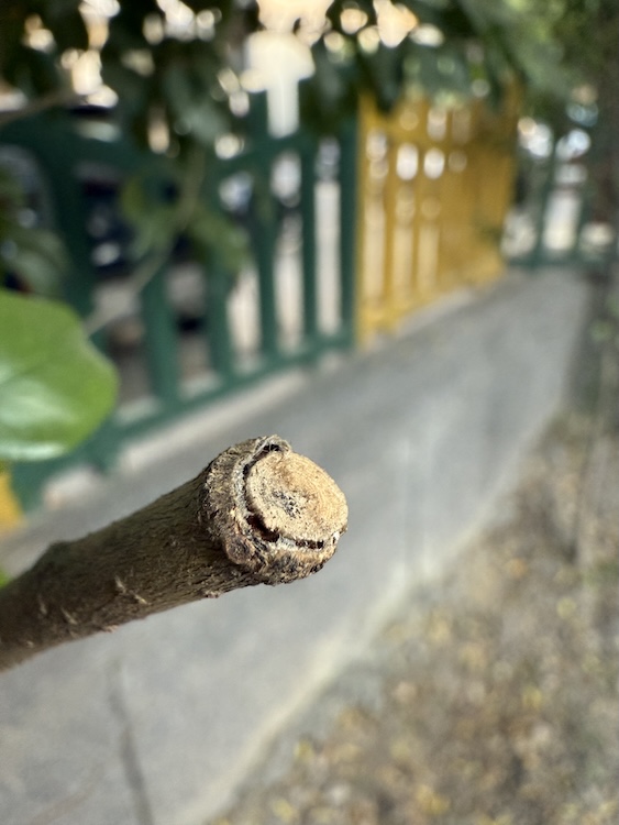 Unbiased iPhone 16 Pro Max Review: - Coolvalstories.com